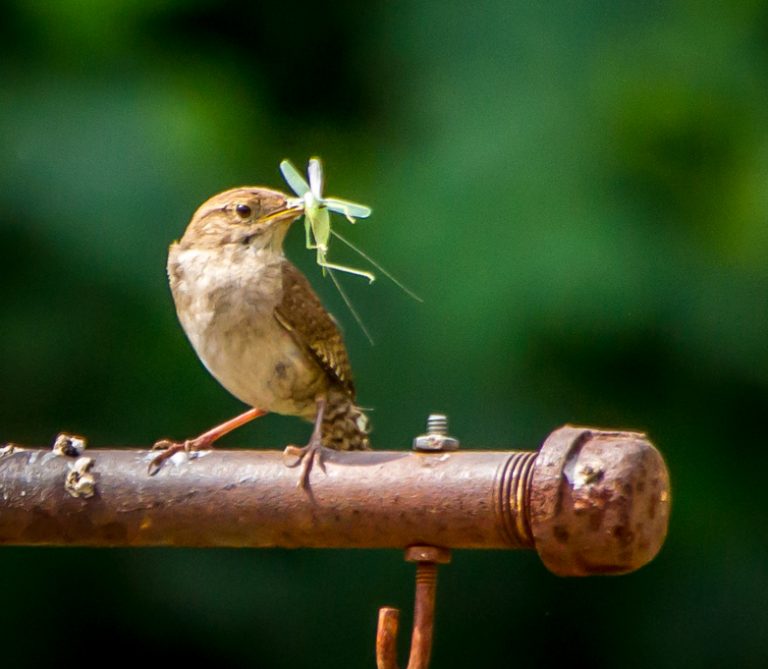 What Birds Need Year-Round & Important Bird Areas - Lyme Land ...