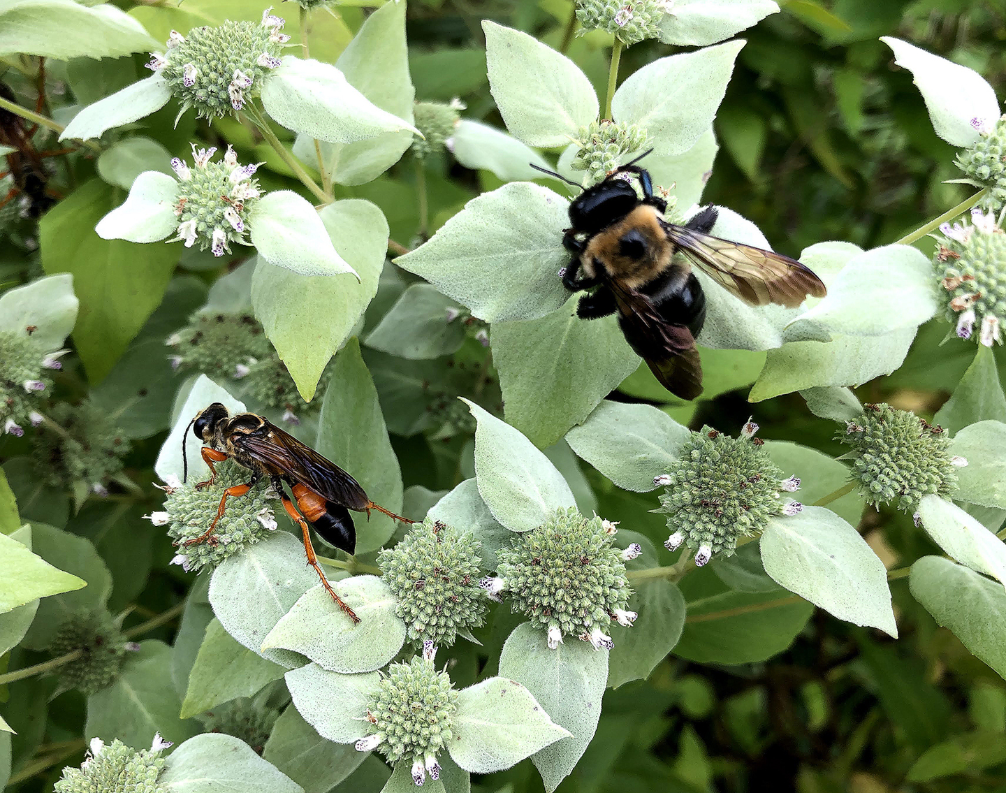 Lyme pollinator Pathway - Lyme Land Conservation Trust