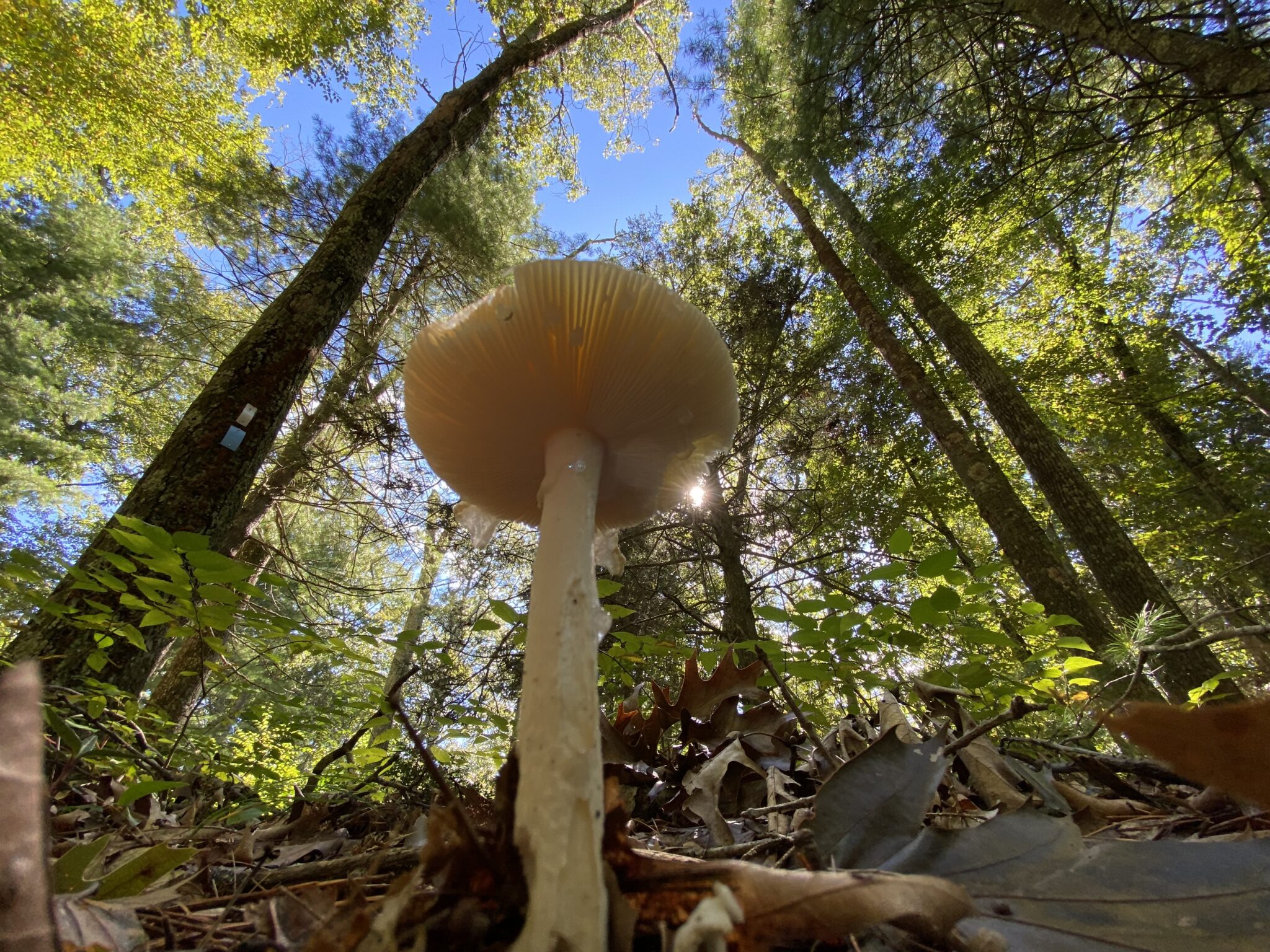 2022 Lyme Land Trust Volunteer of the Year is Rochelle Davis - Lyme ...