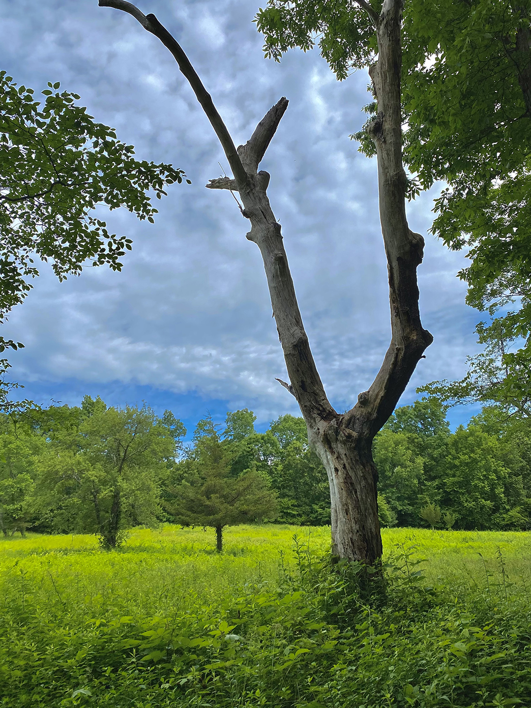 Photos of Distinction Spring 2022 announced - Lyme Land Conservation Trust