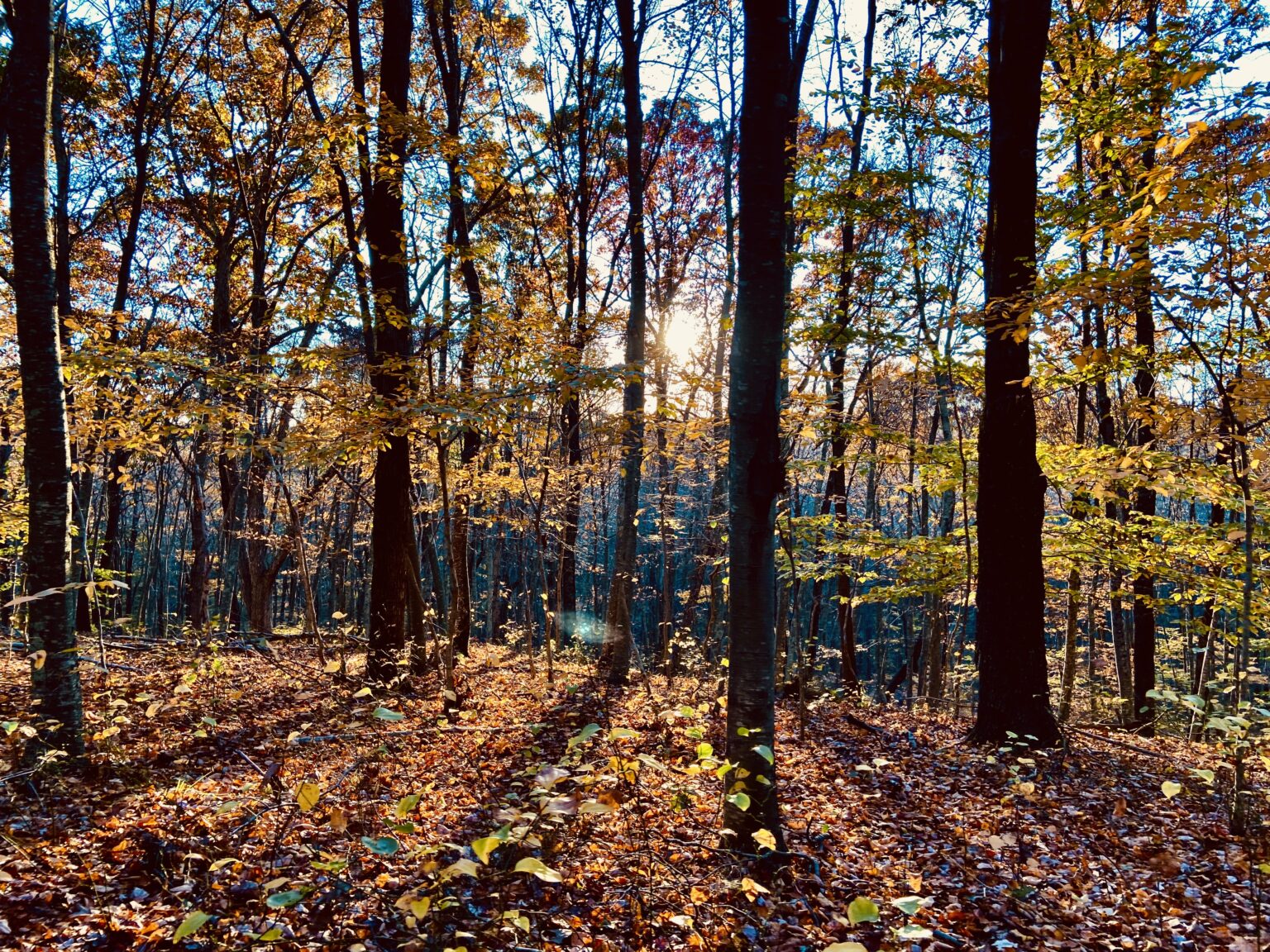 Events - Lyme Land Conservation Trust