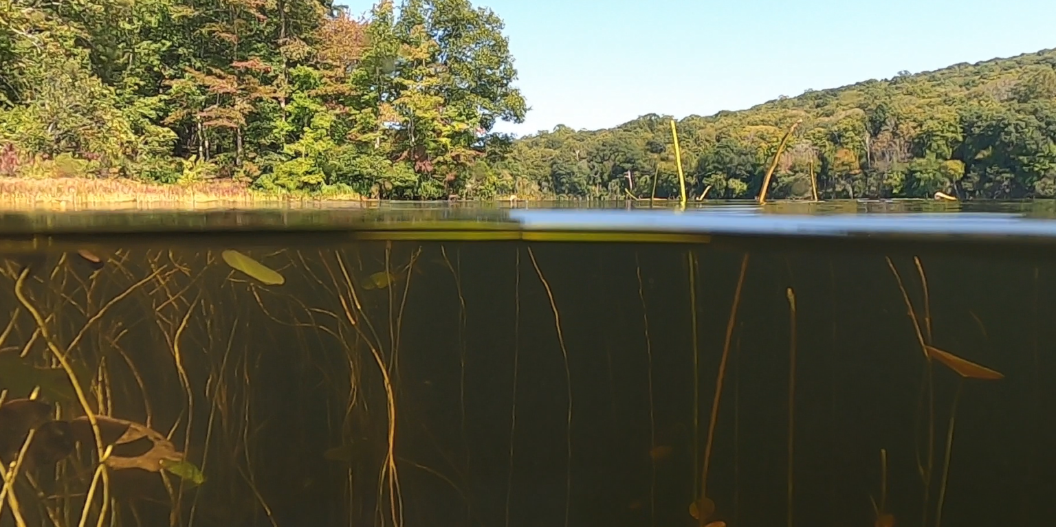 Summer 2024 Photos of Distinction – Lyme Land Conservation Trust